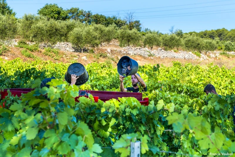 The Other Side of the Cork: Château Roubine and the Kingdom of Rosé ...